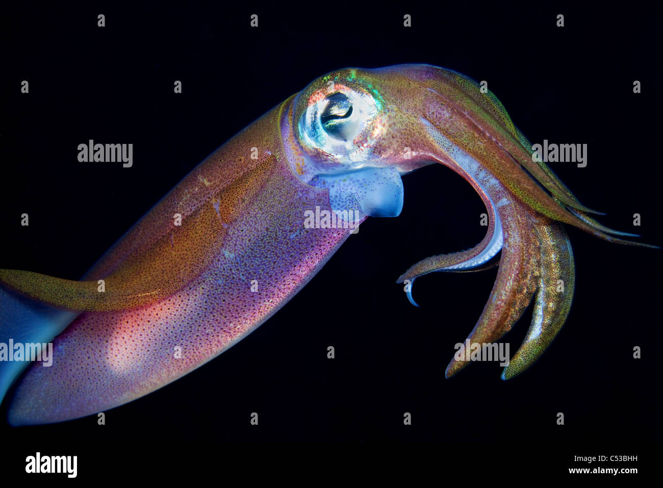 Looking for the wild hi-res stock photography and images - Alamy