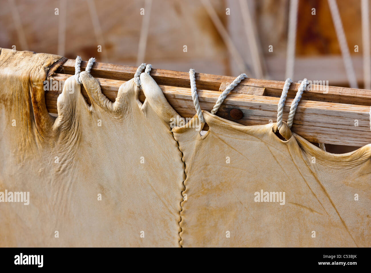 Close up detail of a Inupiaq Eskimo Skin Boat (Umiaq) made from bearded ...