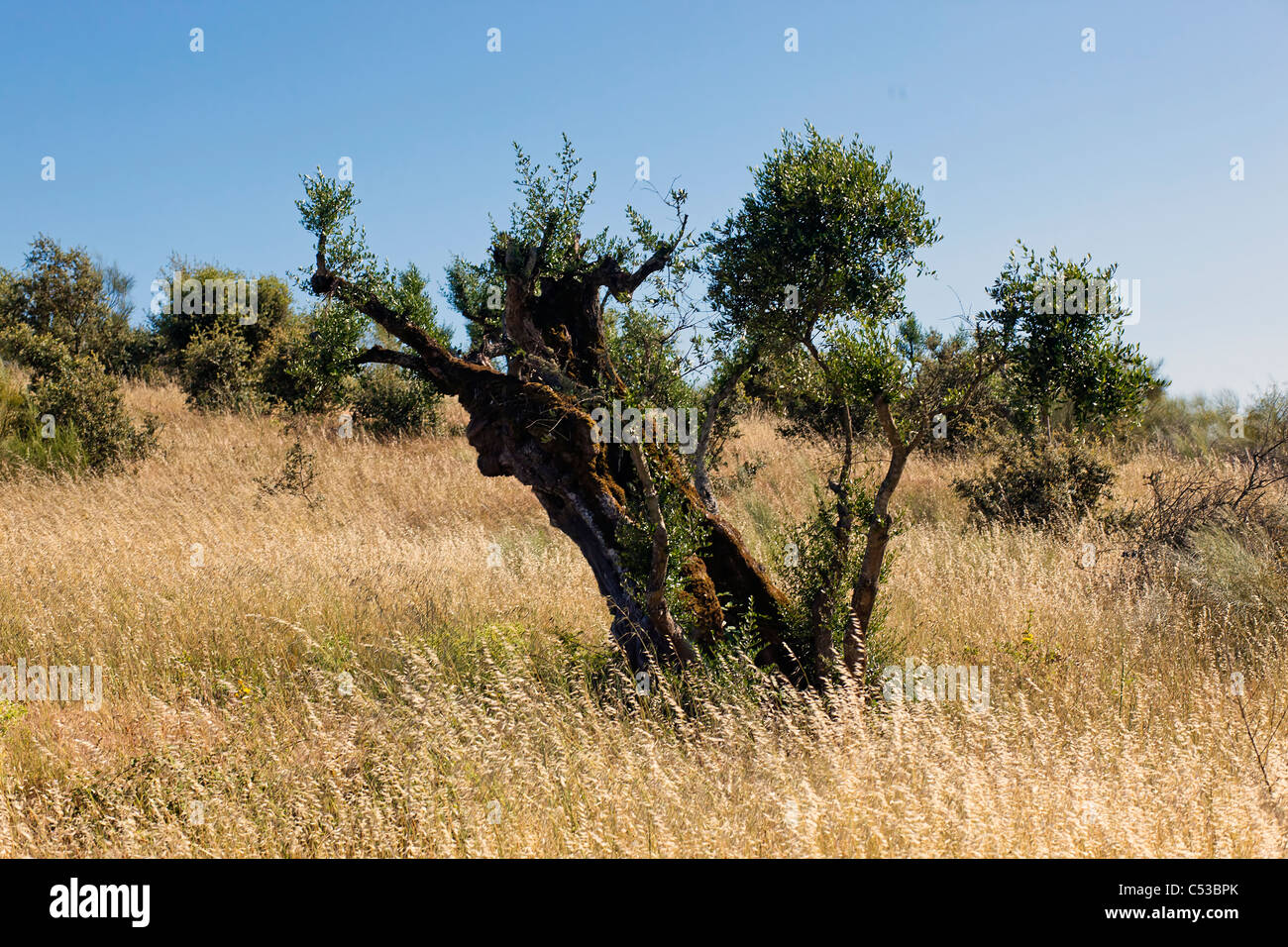 Landscape alentejo portugal on sunny hi-res stock photography and ...