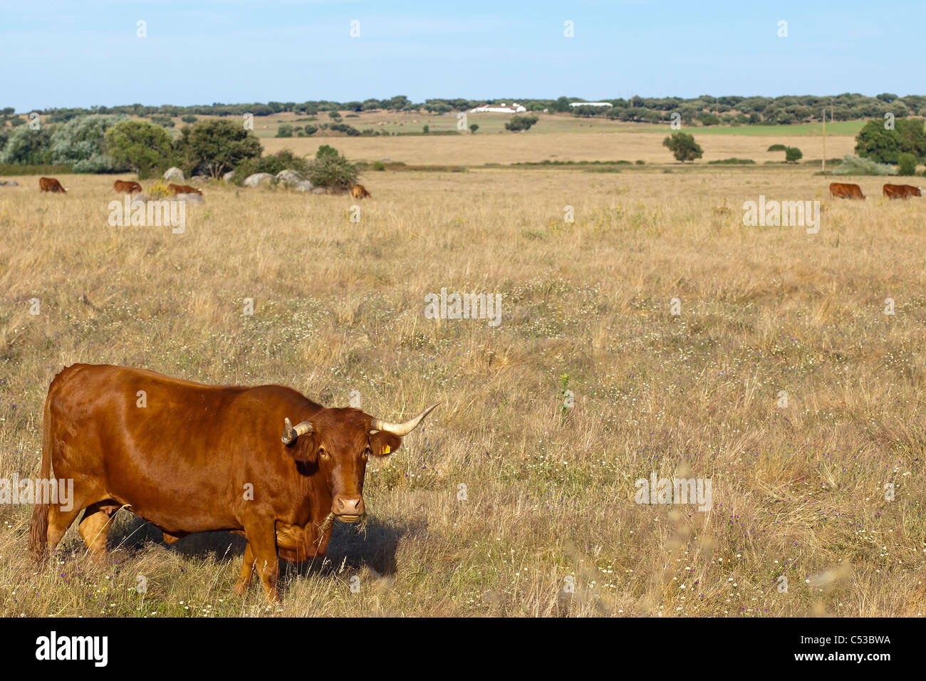 Portugal cow hi-res stock photography and images - Alamy