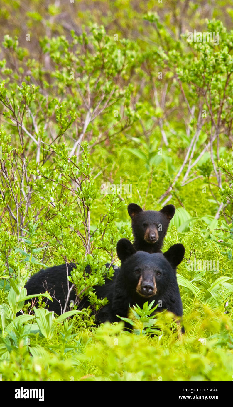 Black bear mom cub hi-res stock photography and images - Alamy