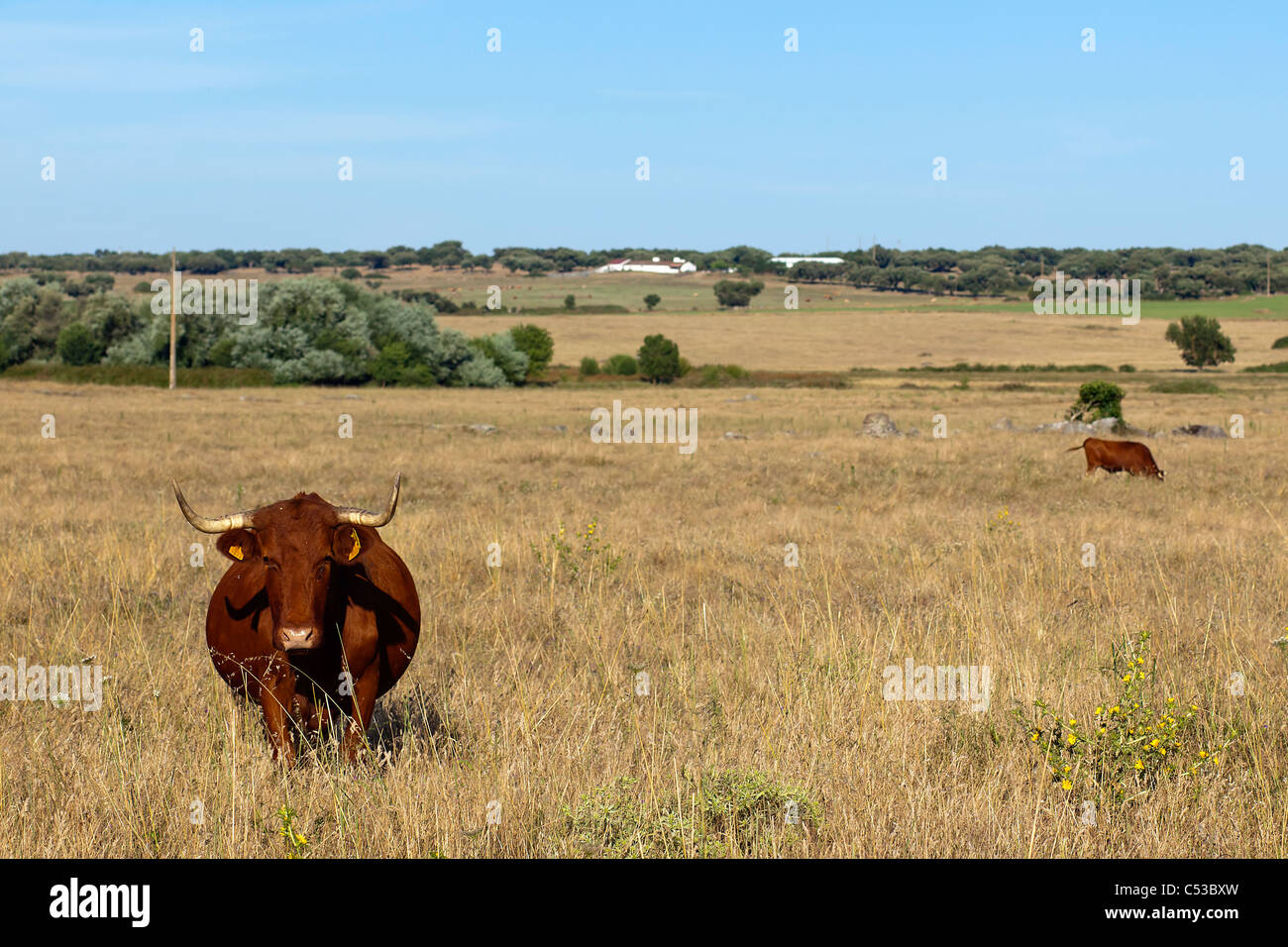 Cow portugal hi-res stock photography and images - Alamy