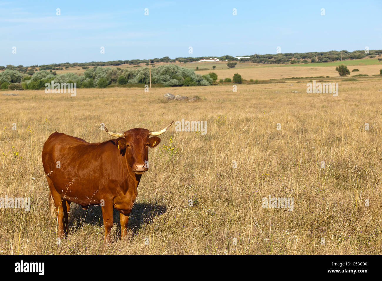 Cow, Alentejo, Portugal, Europe Stock Photo - Alamy