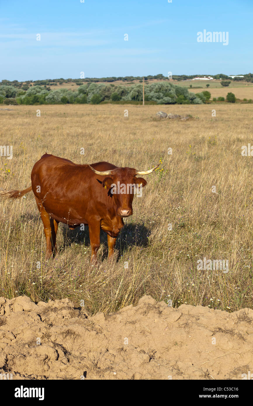 Cow, Alentejo, Portugal, Europe Stock Photo - Alamy