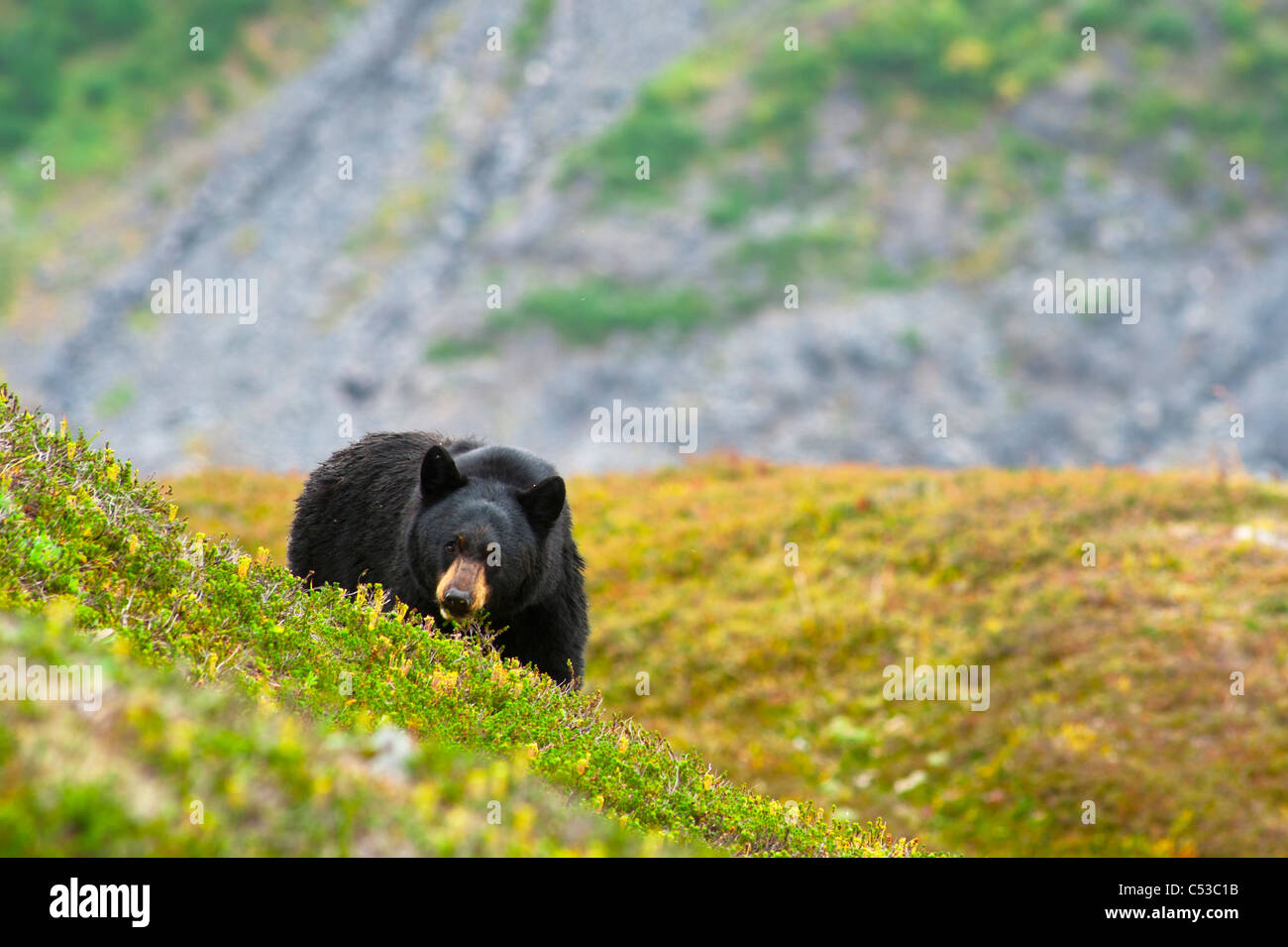A black bear foraging for berries on a hillside near the Harding ...
