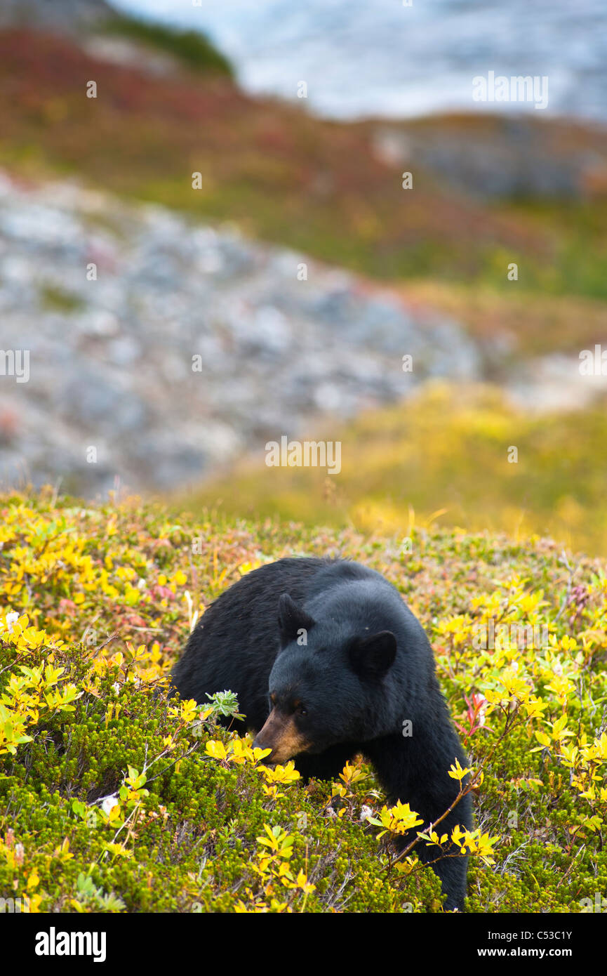 A black bear foraging for berries on a hillside near the Harding ...