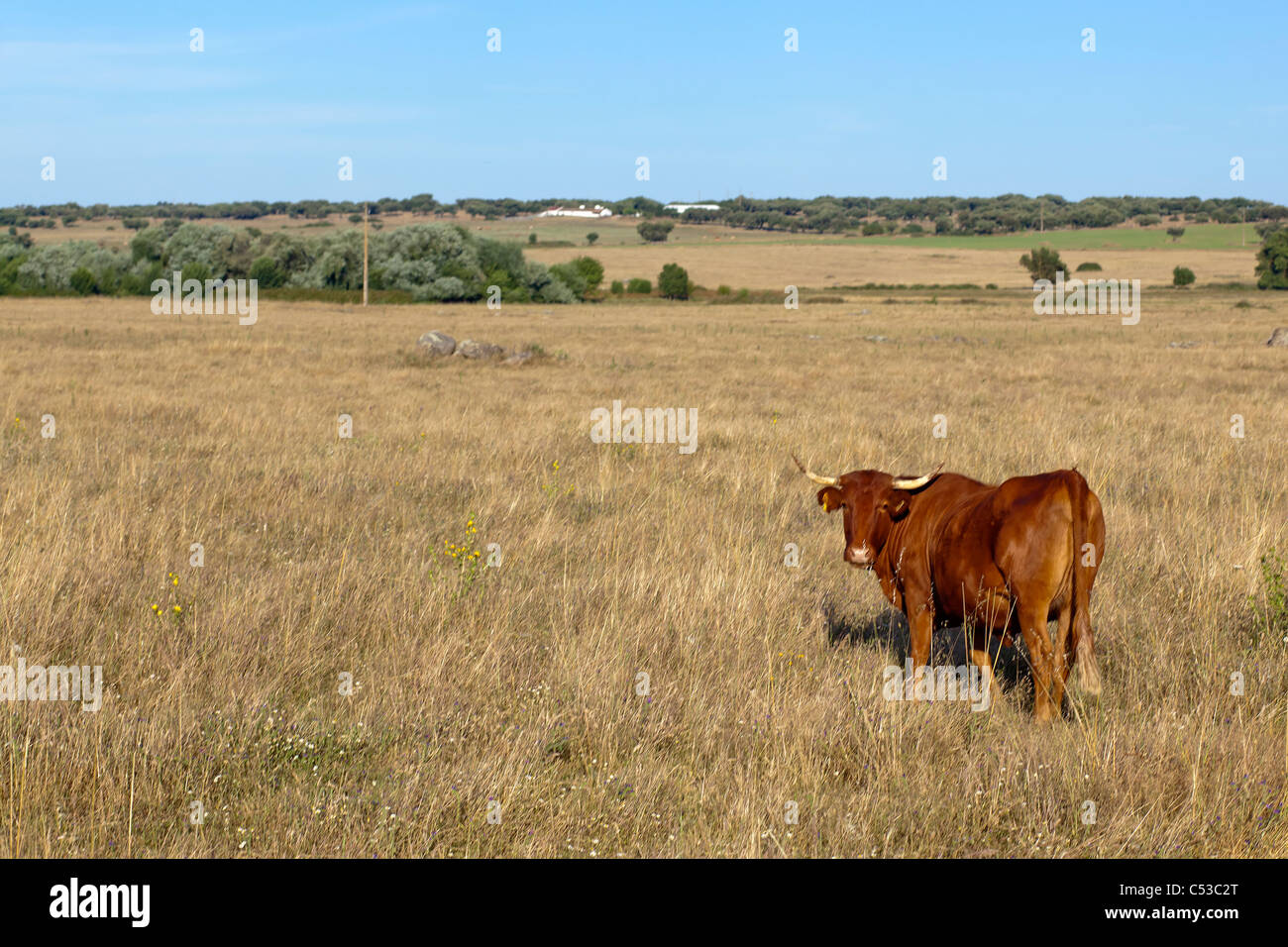 Cow, Alentejo, Portugal, Europe Stock Photo - Alamy