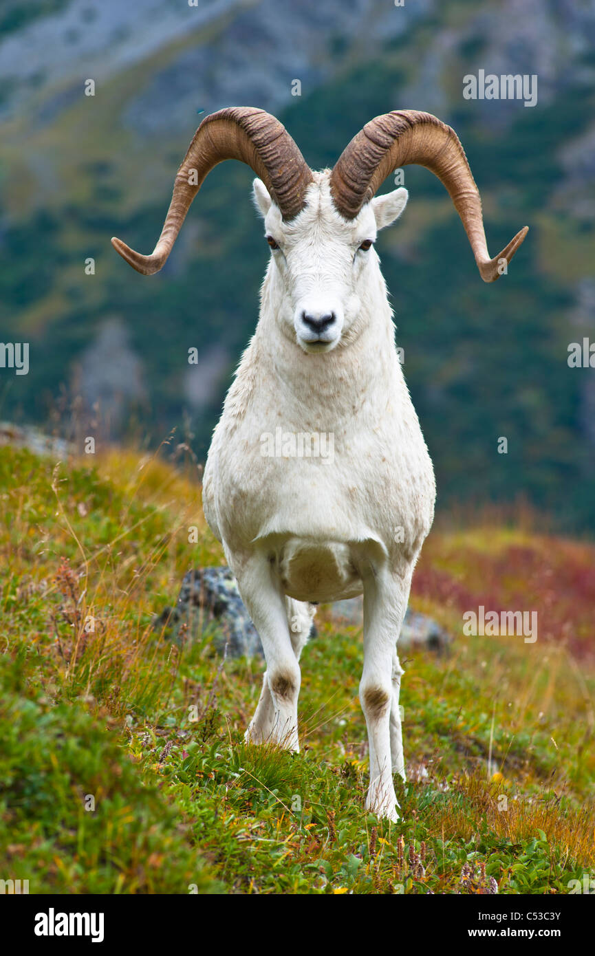 Close up of a large Dall sheep ram standing on Fall tundra near Savage ...