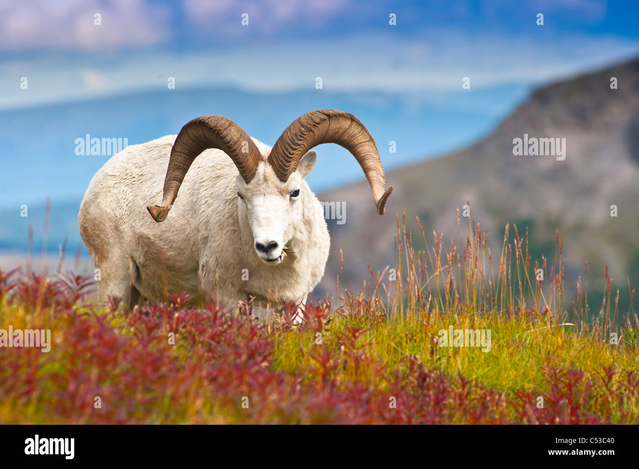 Close up of a large Dall sheep ram standing on Fall tundra near Savage ...
