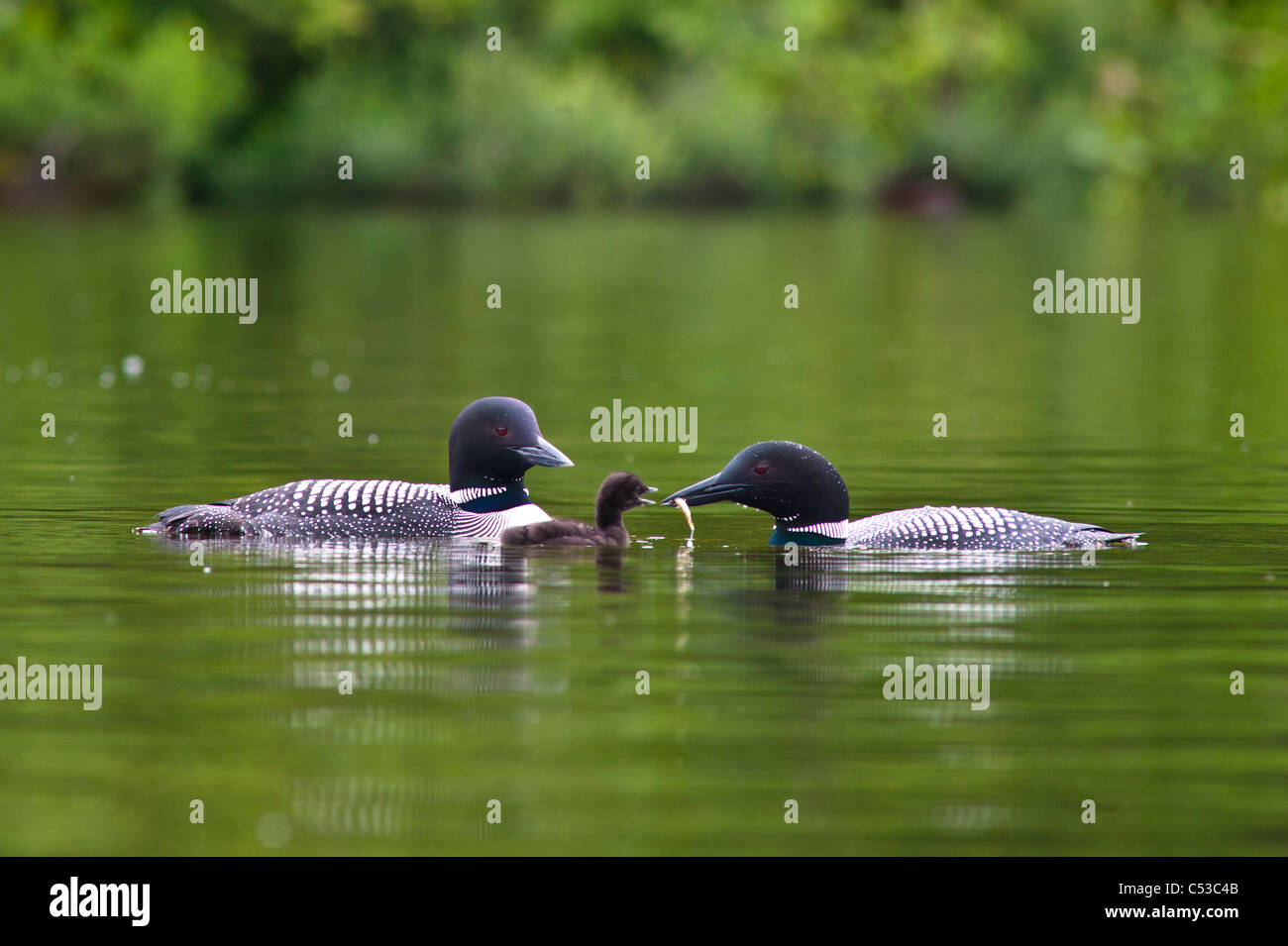 Common loon feeding hi-res stock photography and images - Alamy
