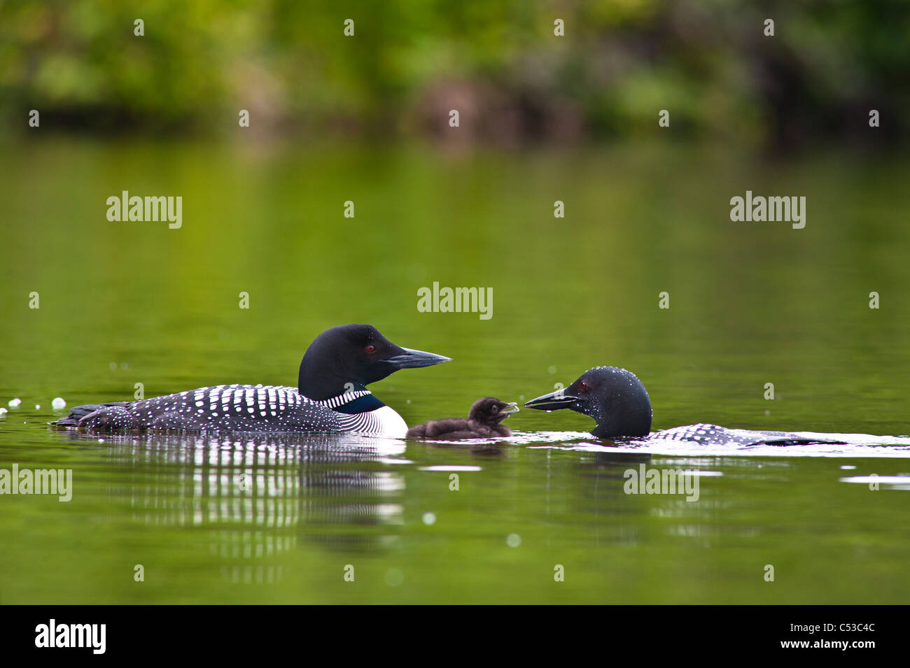 Close up view of two Common Loons feeding their chick on Beach Lake ...