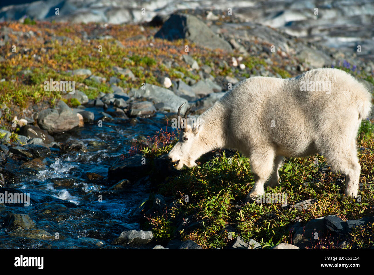 Mountain goat grazing on plants next to a stream near Harding Icefield ...