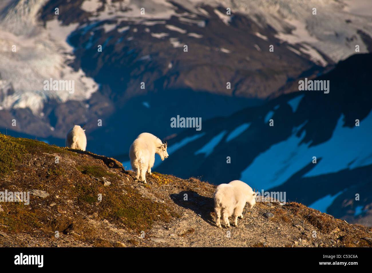 Three Mountain Goats walking on a ridge near Harding Icefield Trail in ...