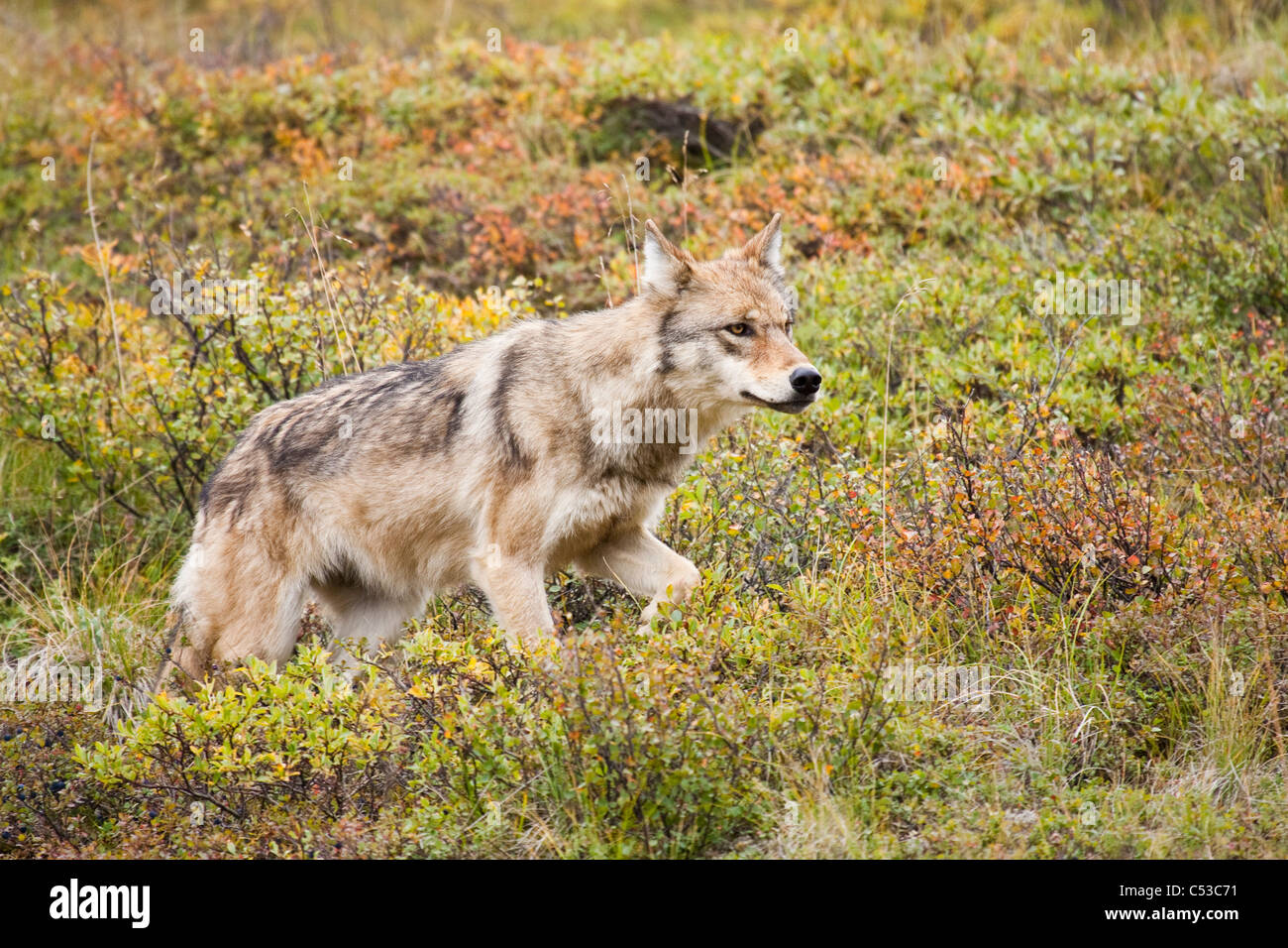 Gray wolf walking across tundra in Stony Pass, Denali National Park and ...
