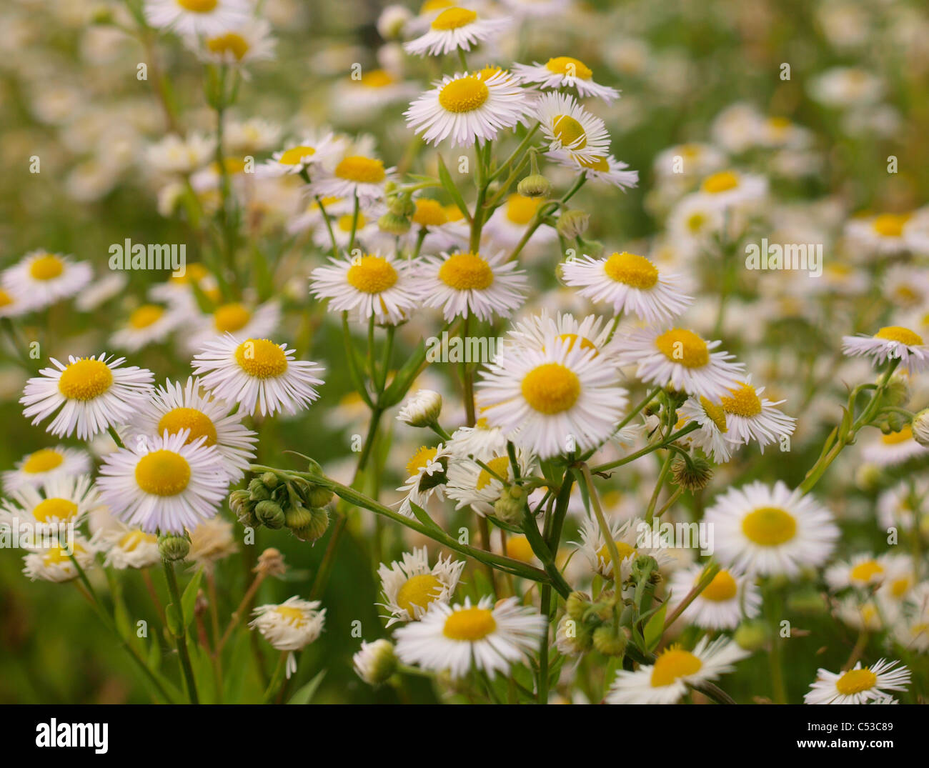 Small white daisy like flowers hi-res stock photography and images - Alamy