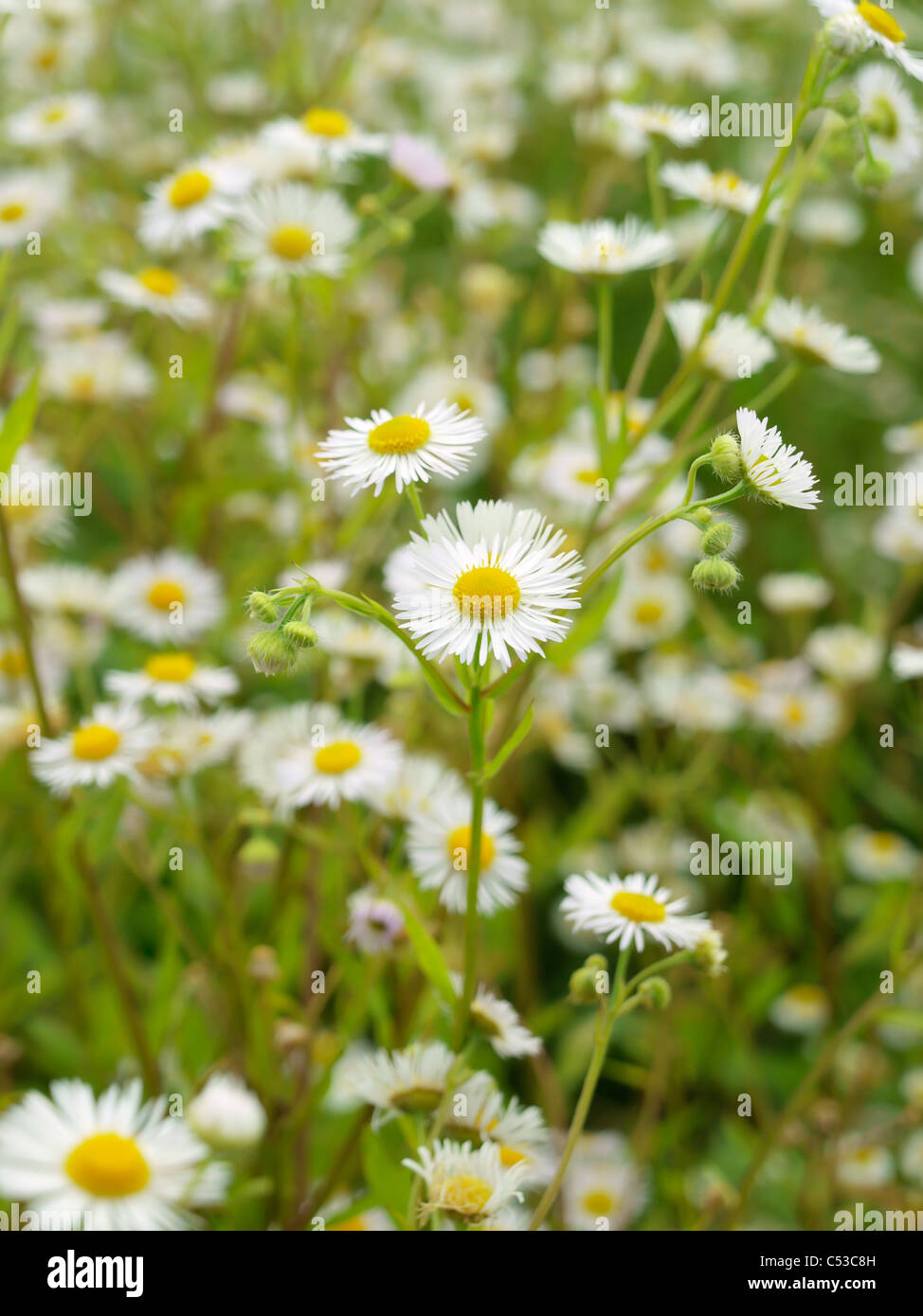 German camomile hi-res stock photography and images - Alamy