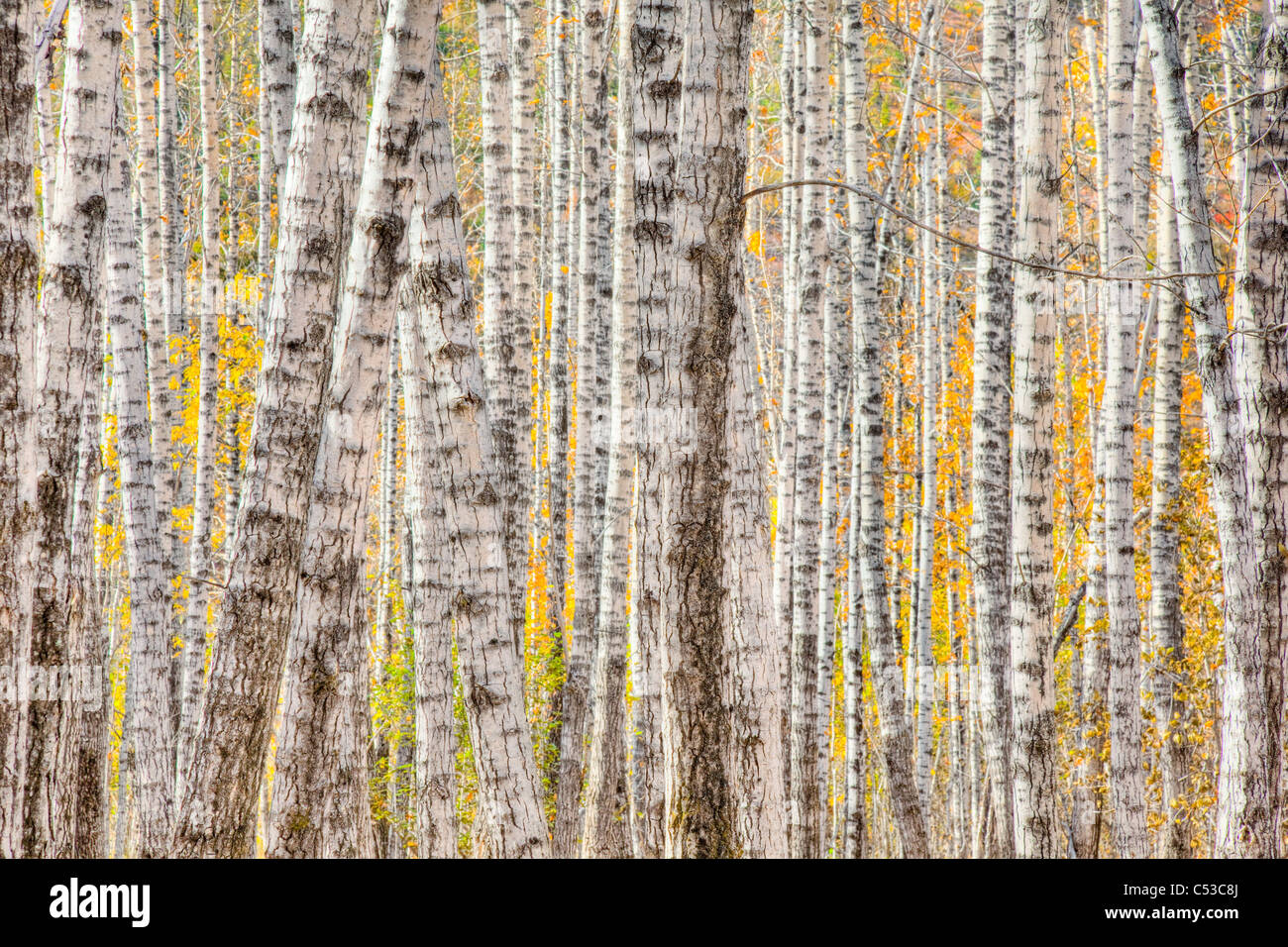 Poplar_tree hi-res stock photography and images - Alamy