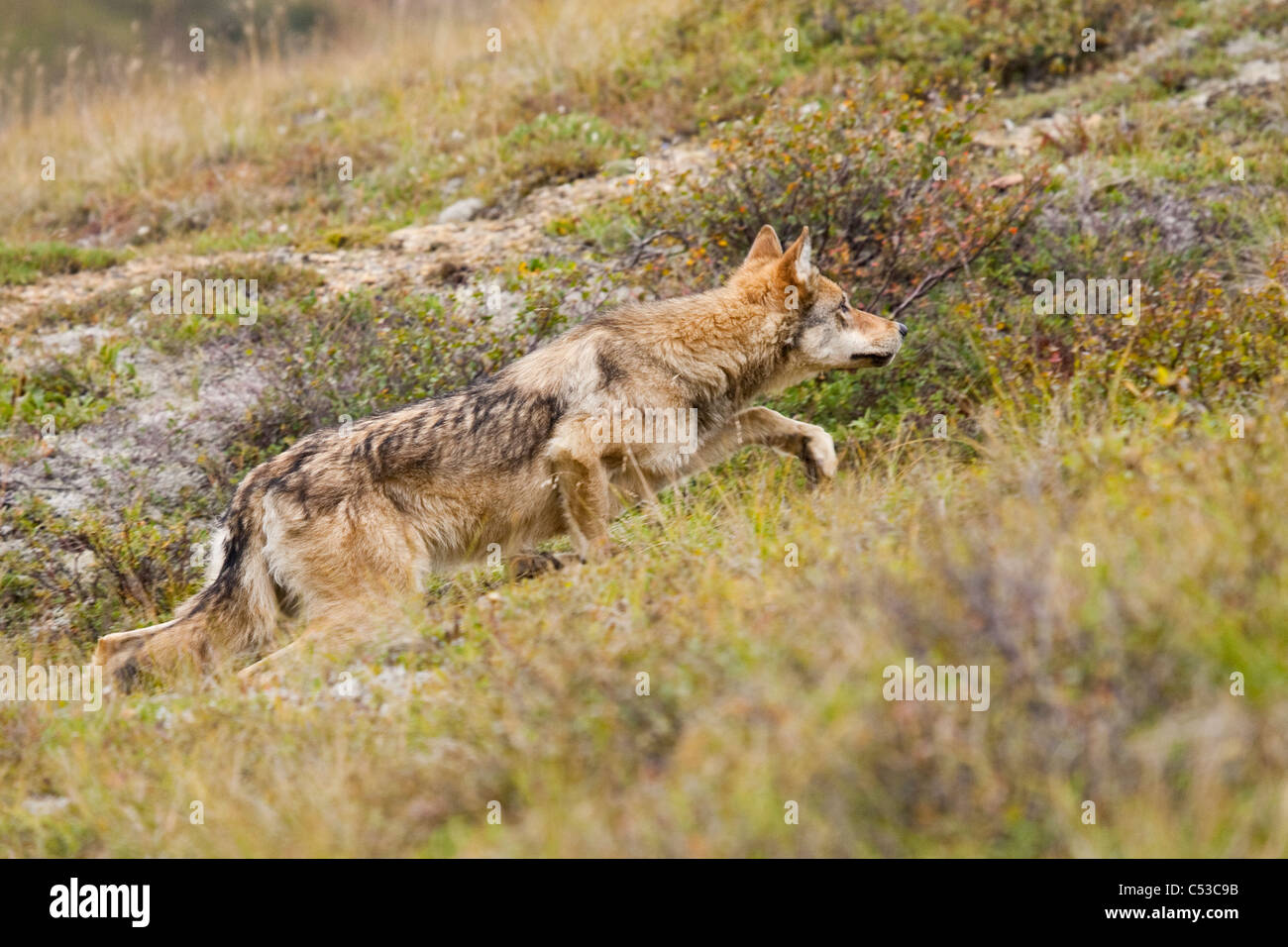 Wolf crossing hi-res stock photography and images - Alamy