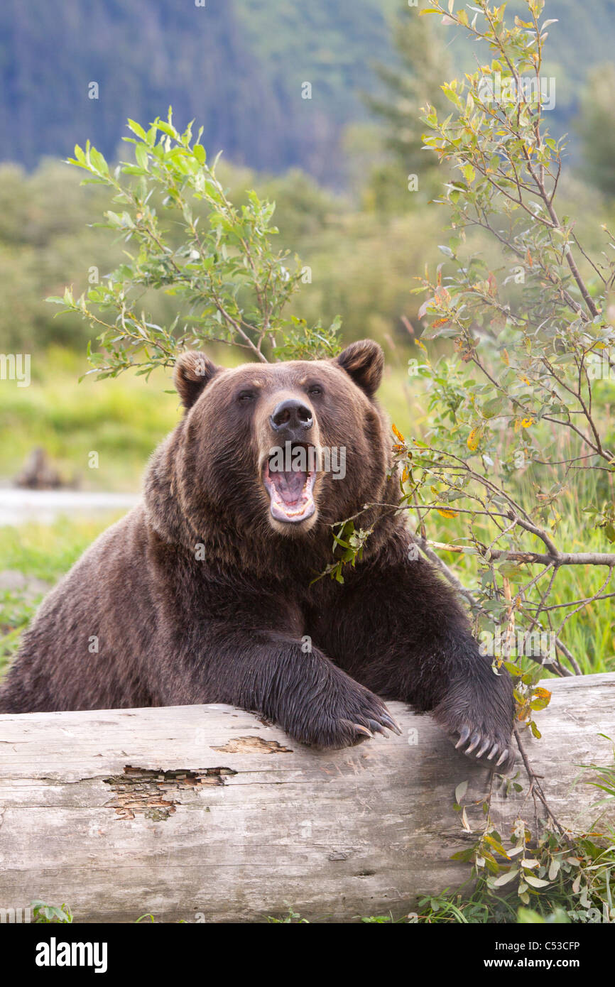 A female Brown bear lays draped over a log, Alaska Wildlife ...