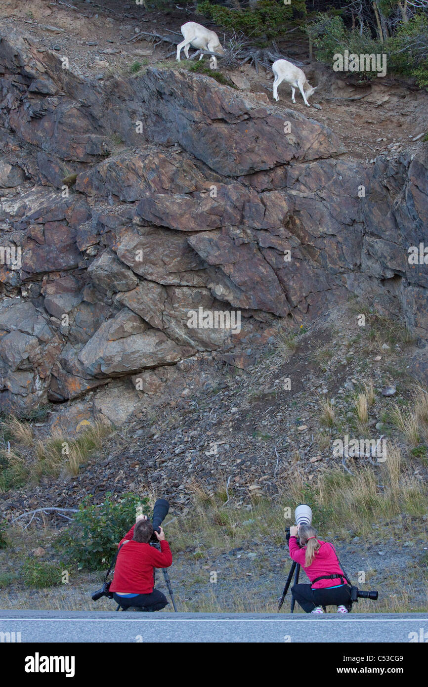 Photographers photograph a Dall sheep ewe and lamb in the rocks at the ...