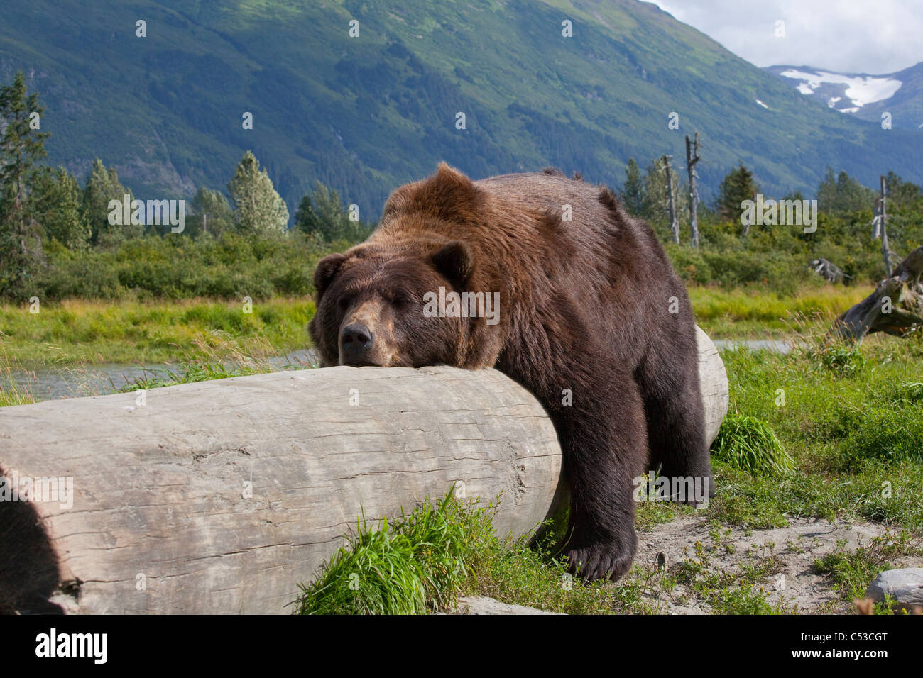 An adult male Brown bear lays on and lazily straddles a log, Alaska ...
