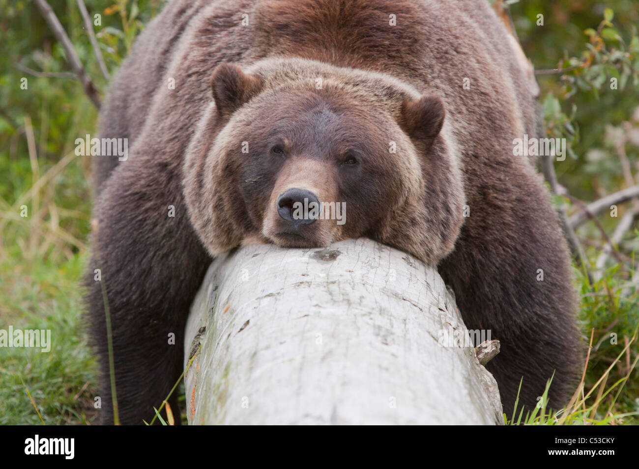 A female grizzly lazily lies draped over a log, Alaska Wildlife ...