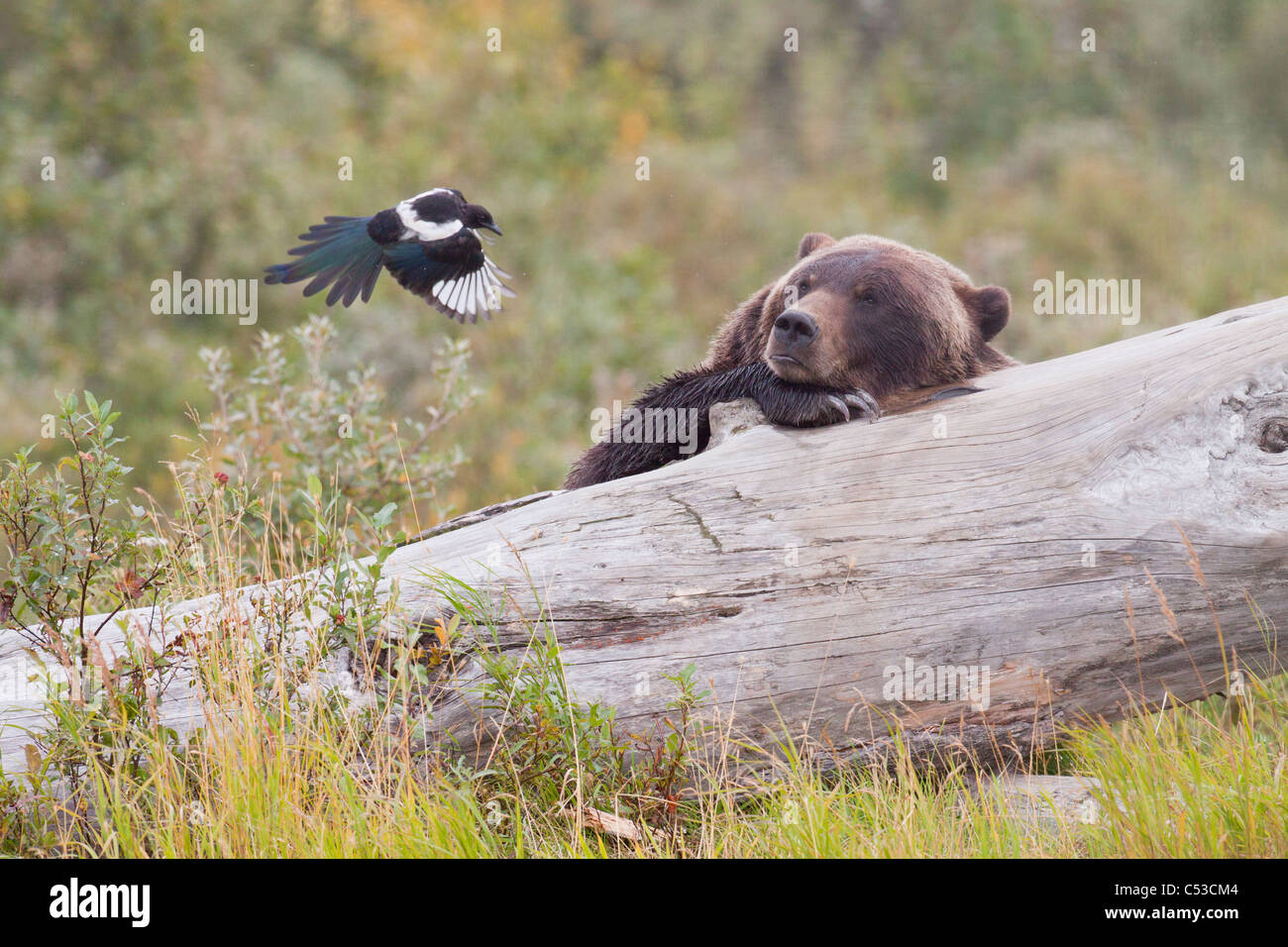 Grizzly bear lies on a log and watches a Magpie flying a few feet away ...