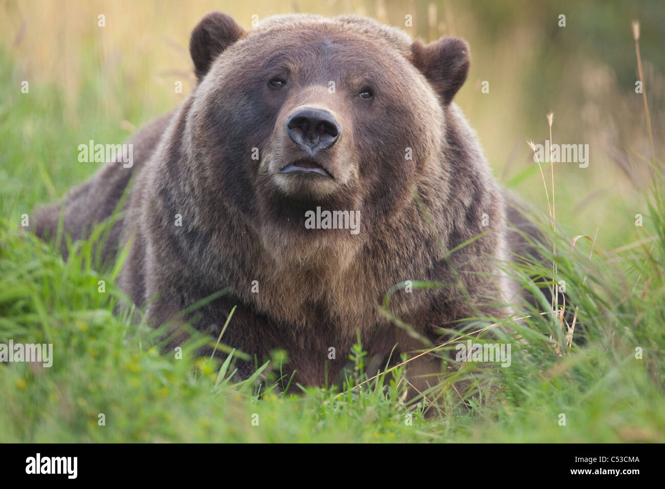 Close up of a female Brown bear resting in green grass at the Alaska ...