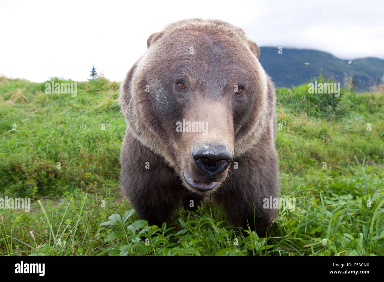 Close up wide-angle view of a Brown bear at Alaska Wildlife ...