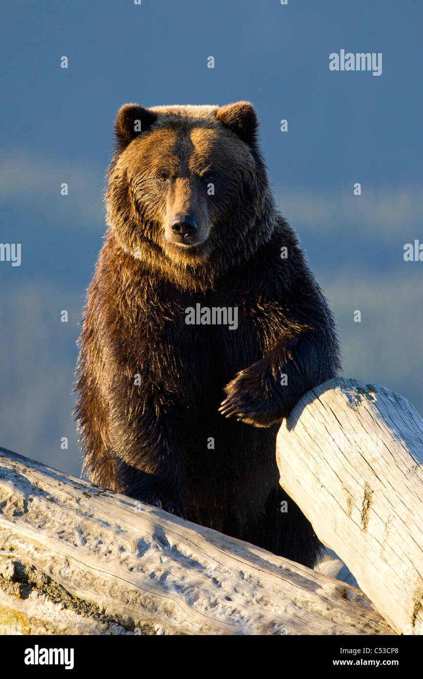 A captive Brown bear stands on a log pile in late afternoon at Alaska ...
