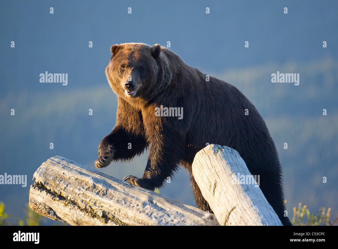 A captive Brown bear stands on a log pile in late afternoon at Alaska ...