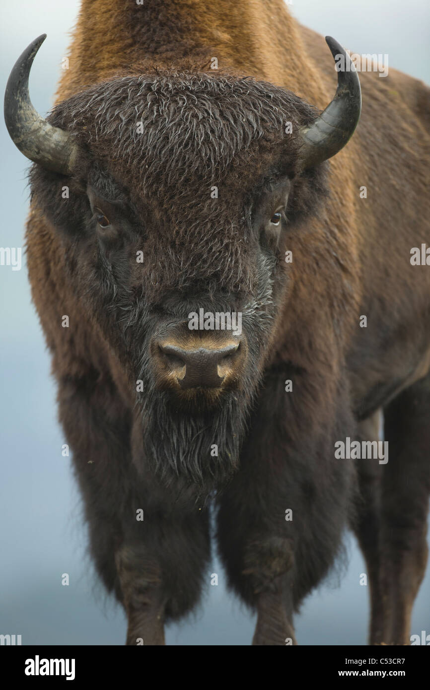 Bison Face