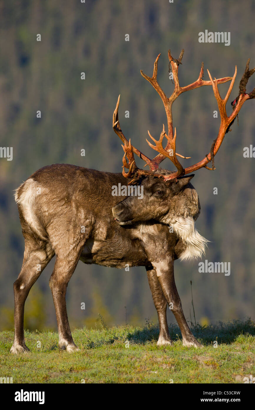 Profile of a bull Caribou walking in grass on a sunny day at Alaska ...