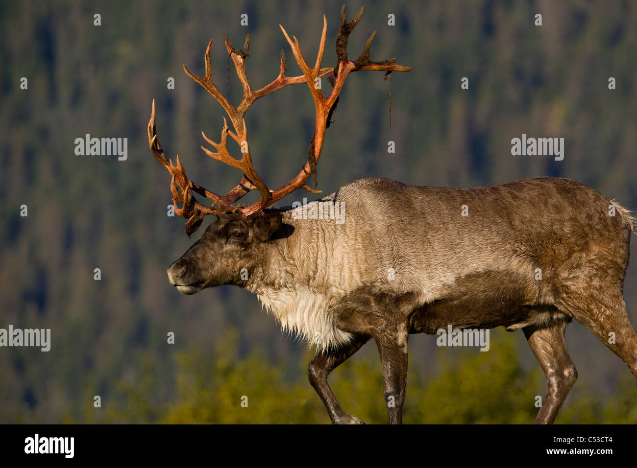 Bull grass hi-res stock photography and images - Alamy
