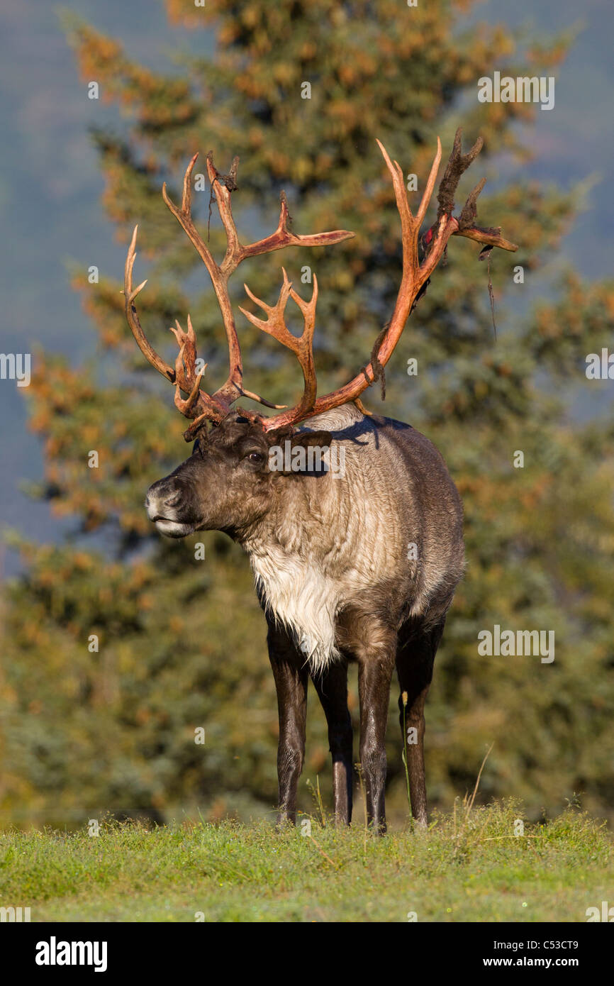 Bull grass hi-res stock photography and images - Alamy