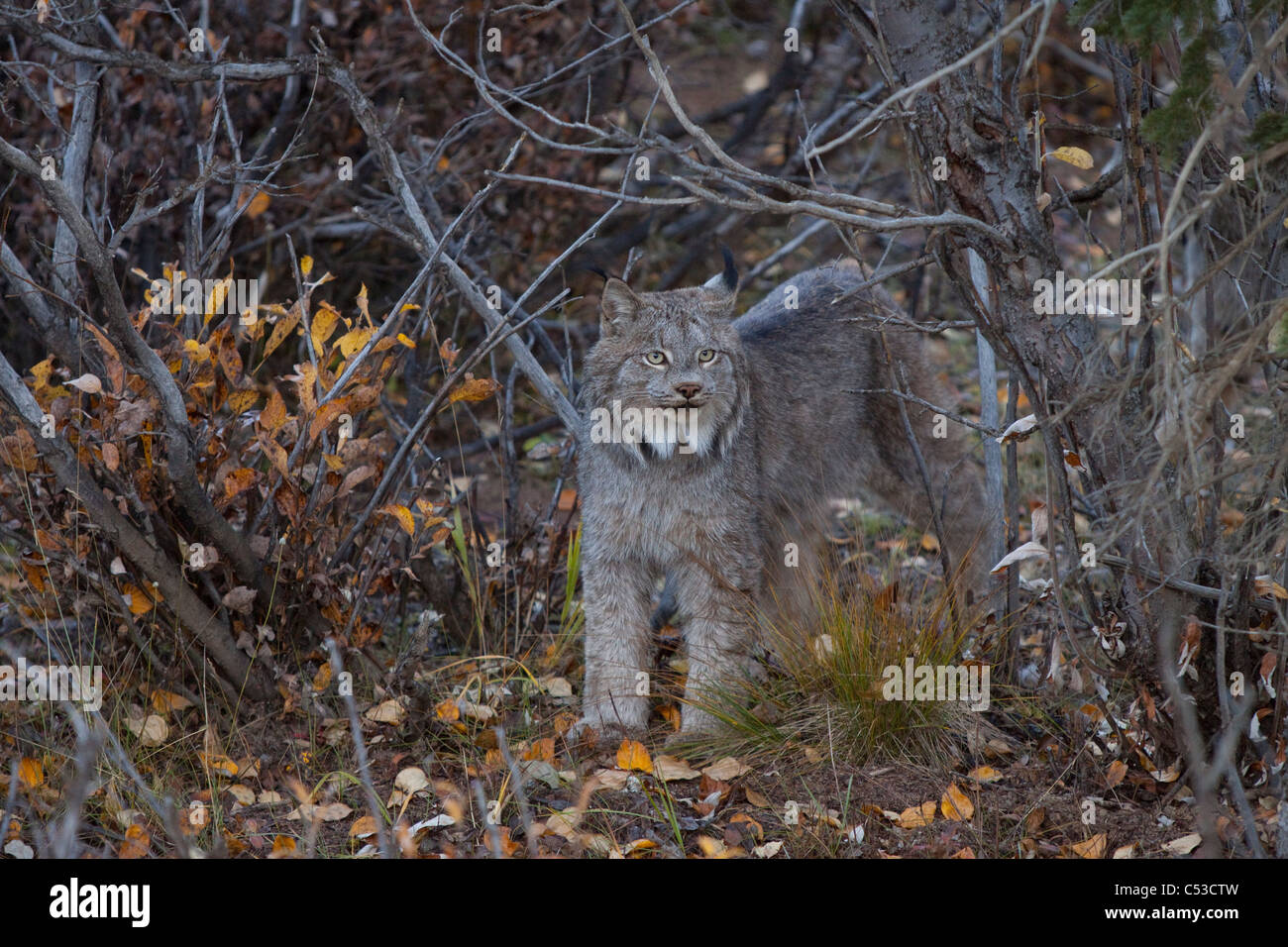 Canada lynx hi-res stock photography and images - Alamy
