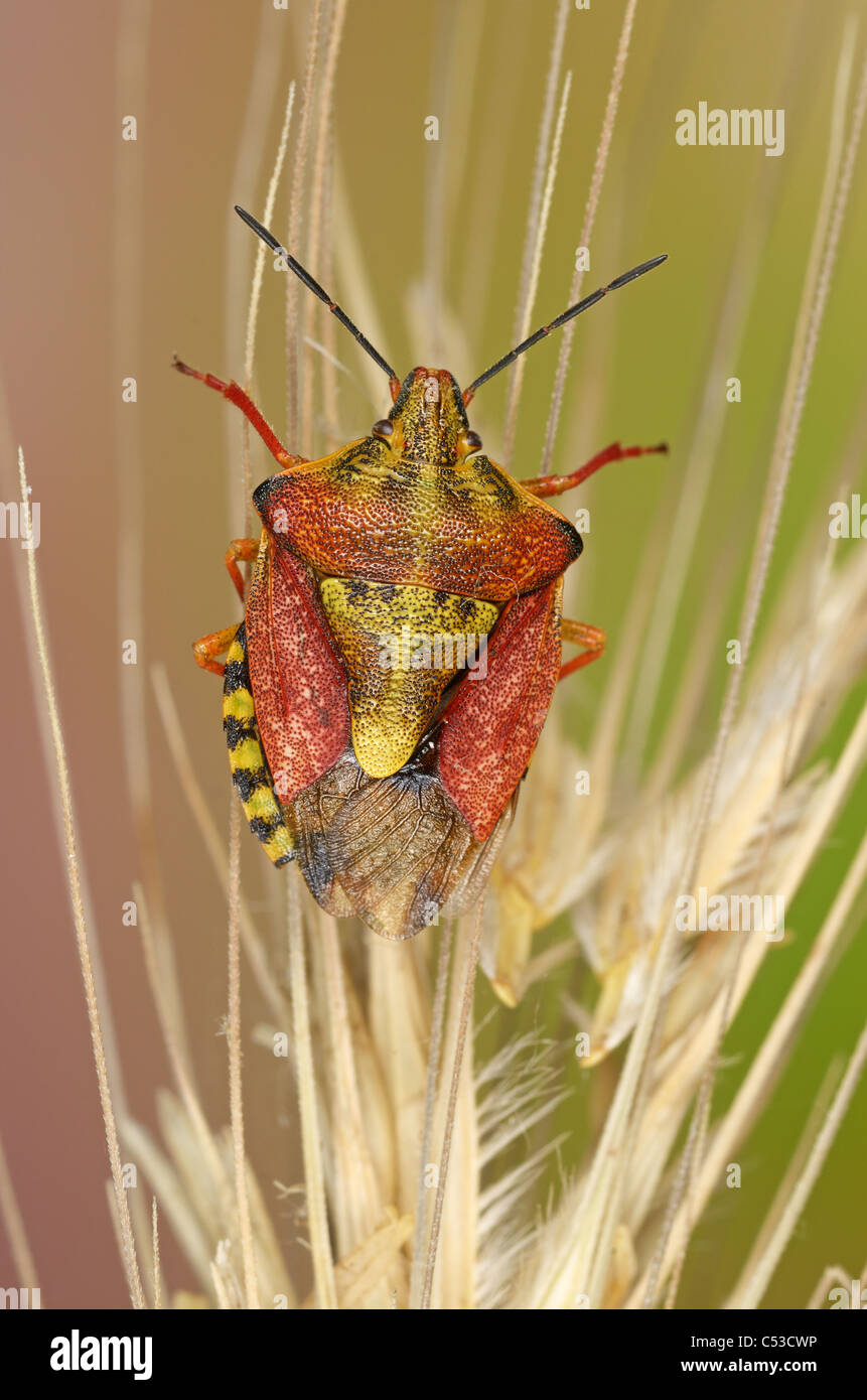 pentatomidae emitter of spike Stock Photo - Alamy