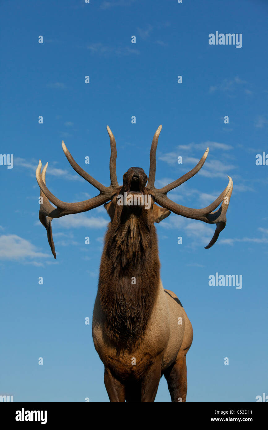 Bugling Bull Elk Decals
