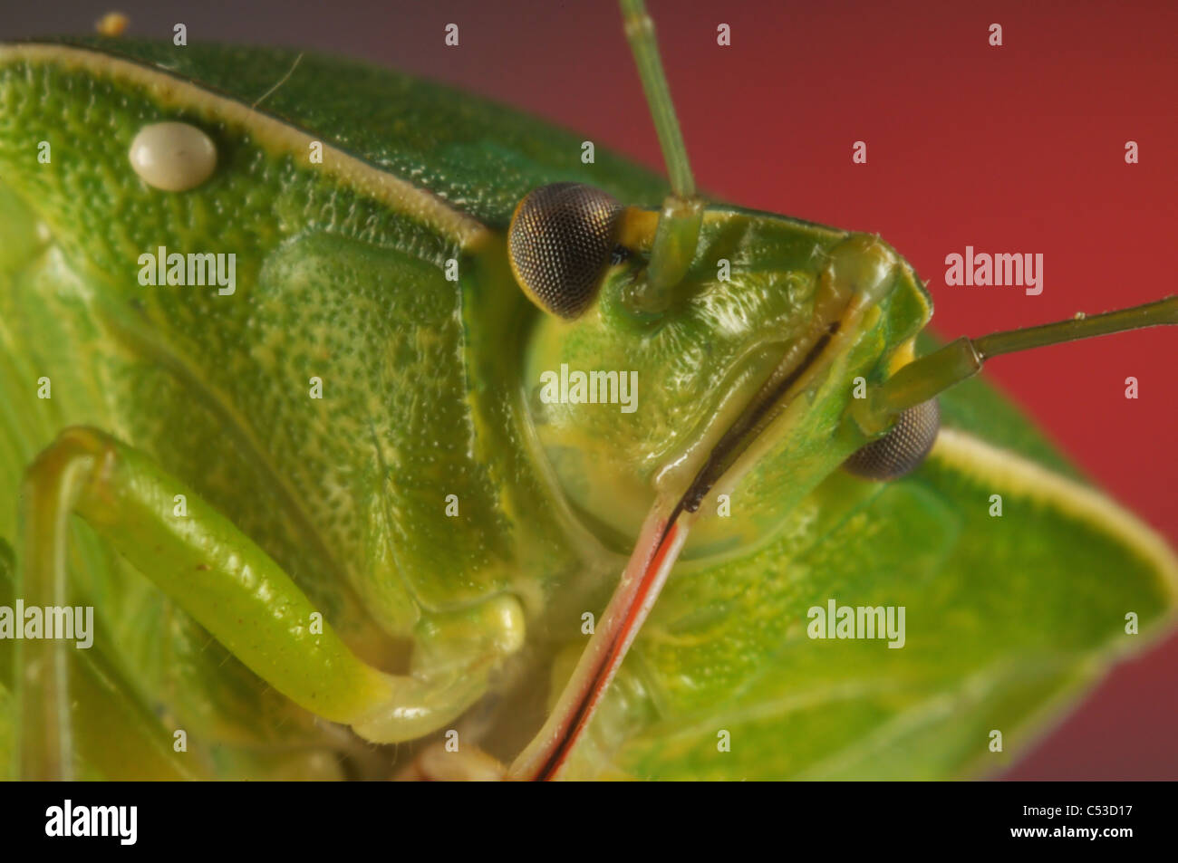 first floor of emitter pentatomidae Stock Photo - Alamy