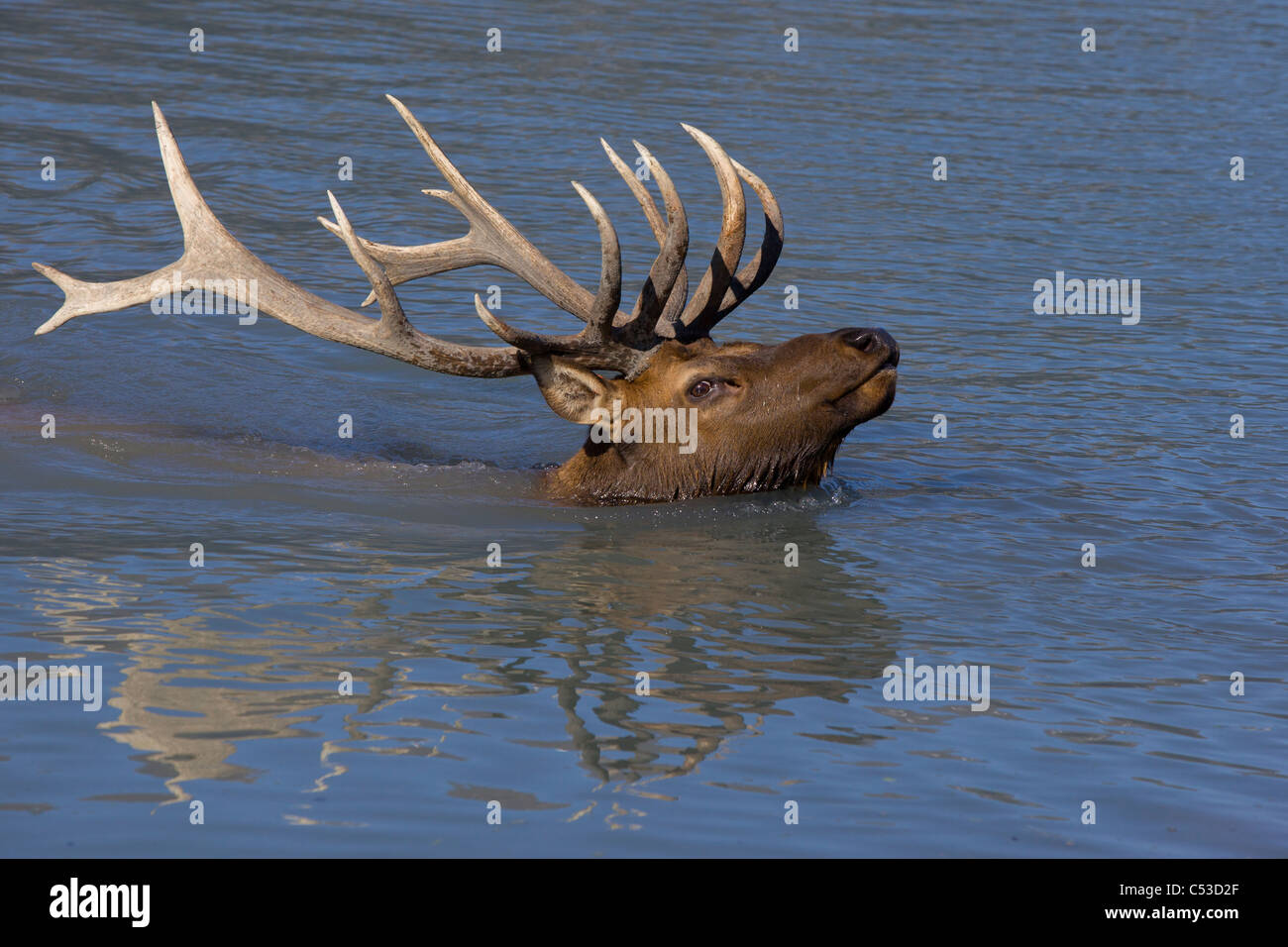 Elk Bull Head