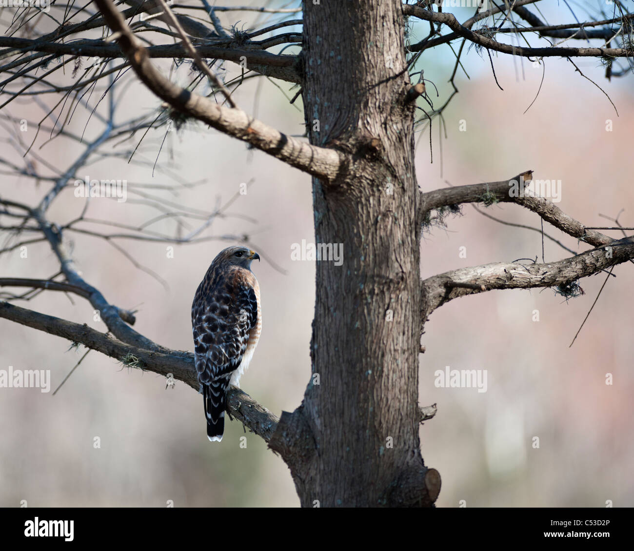Red Shouldered Hawk Stock Photo - Alamy