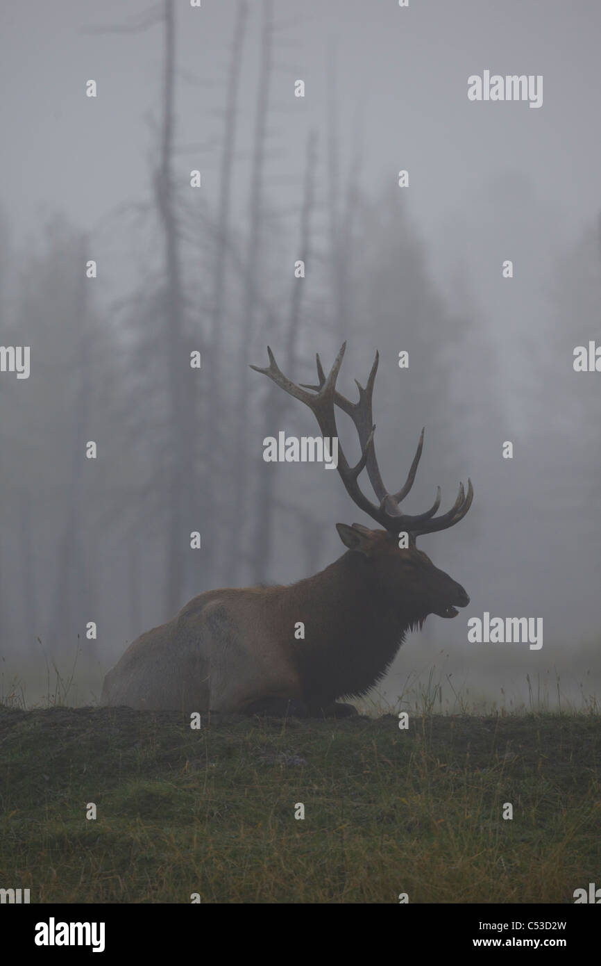An adult Roosevelt bull elk lies on a hillside in early morning fog at ...
