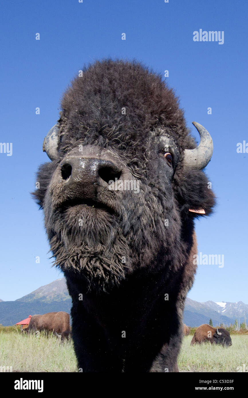 Bison bull head hi-res stock photography and images - Alamy