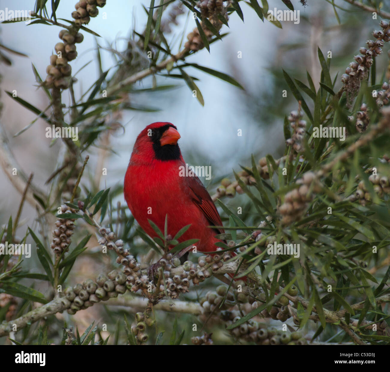 Northern male hi-res stock photography and images - Alamy