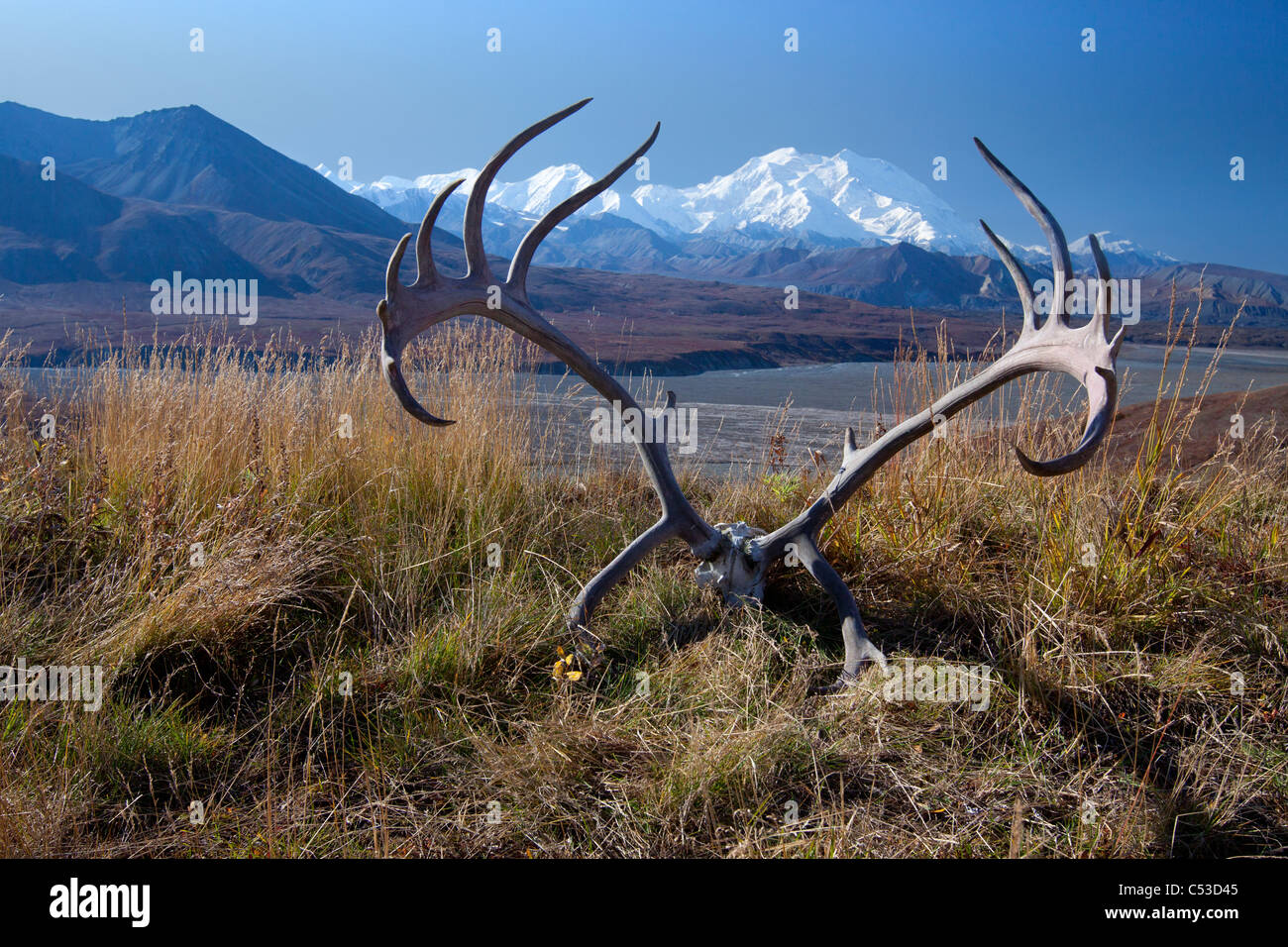 Caribou rack on the tundra hi-res stock photography and images - Alamy