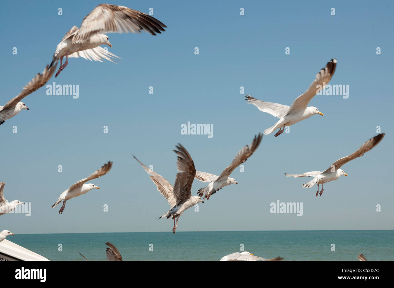 Seagulls in flight Stock Photo - Alamy