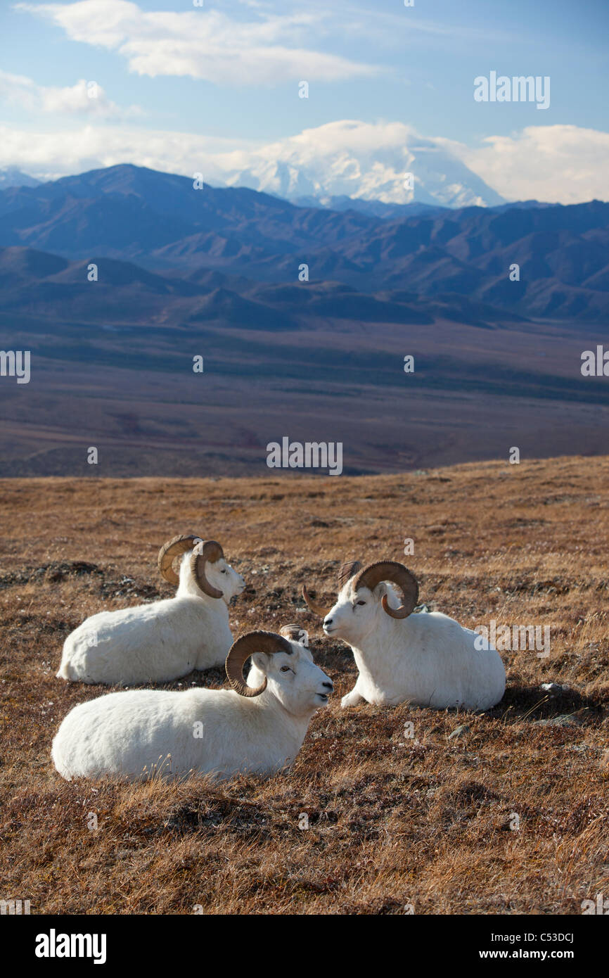 Dall sheep alaska mckinley hi-res stock photography and images - Alamy