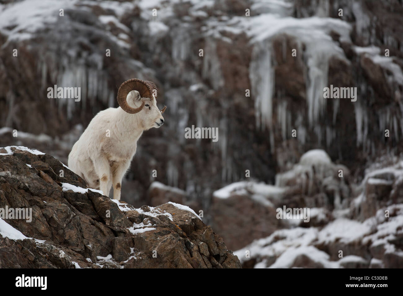 Dall sheep ram stands on a rocky cliff with icicles above Seward ...