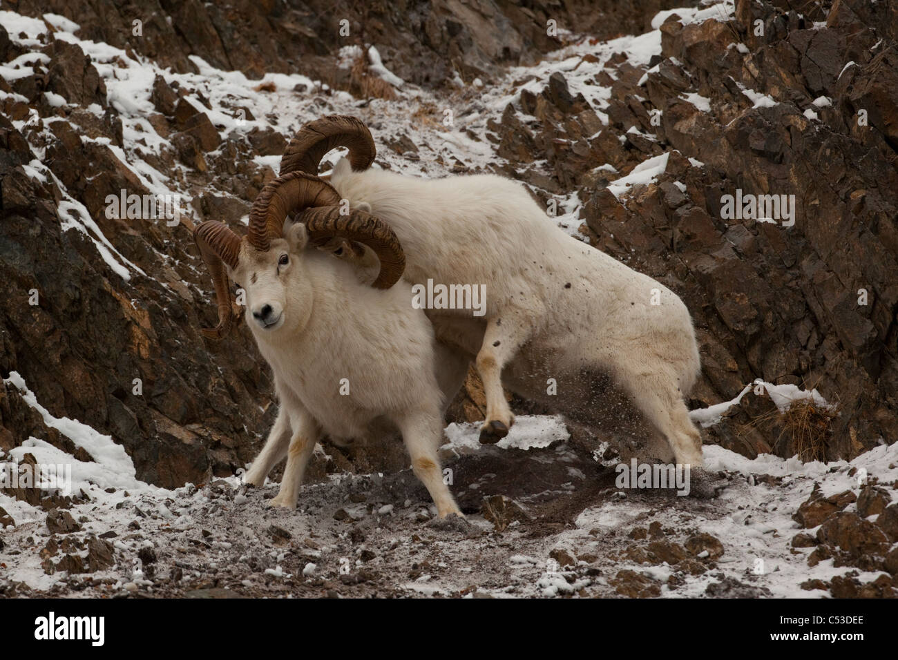 Ram head butting High Resolution Stock Photography and Images - Alamy