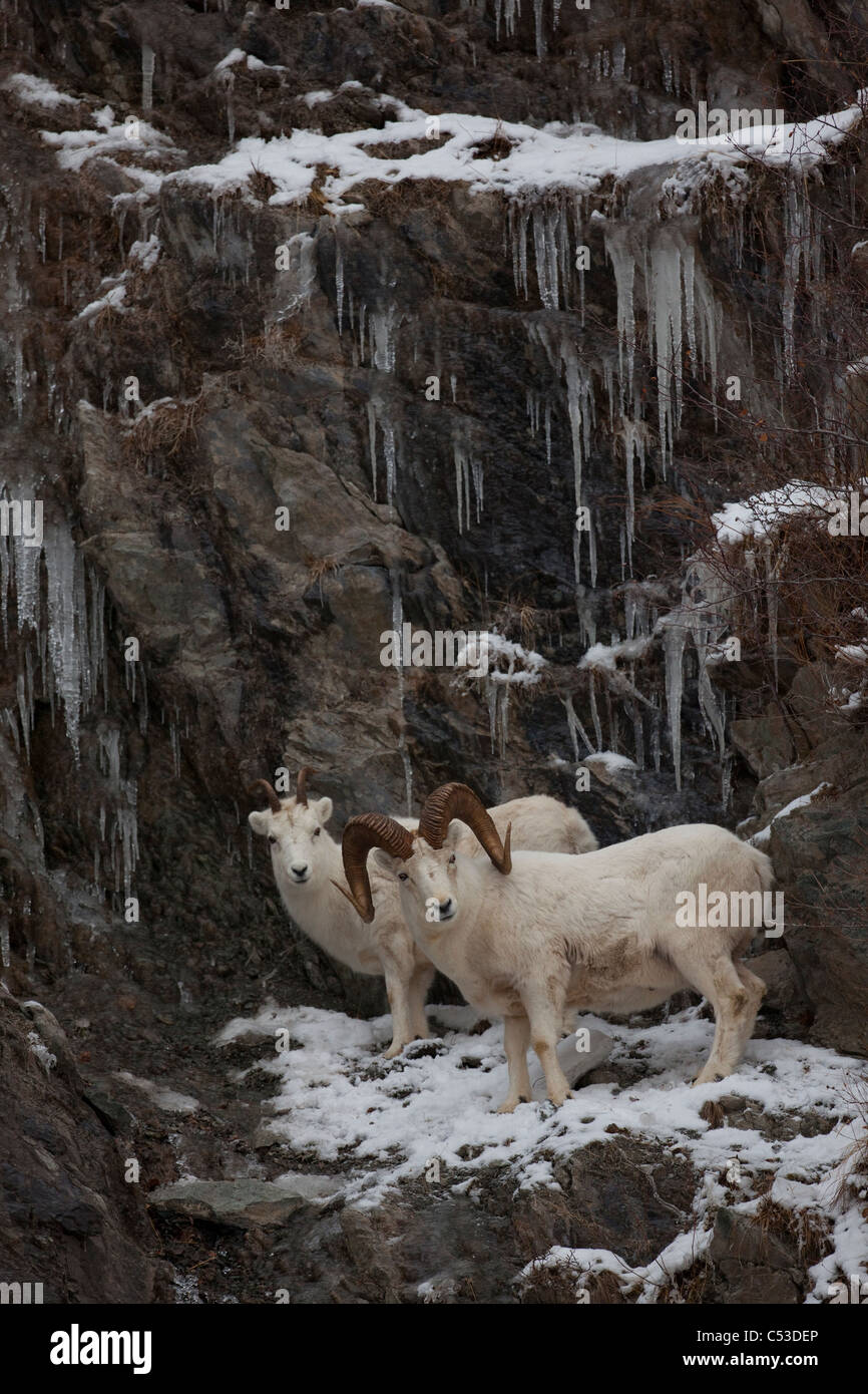 Dall sheep chugach hi-res stock photography and images - Alamy